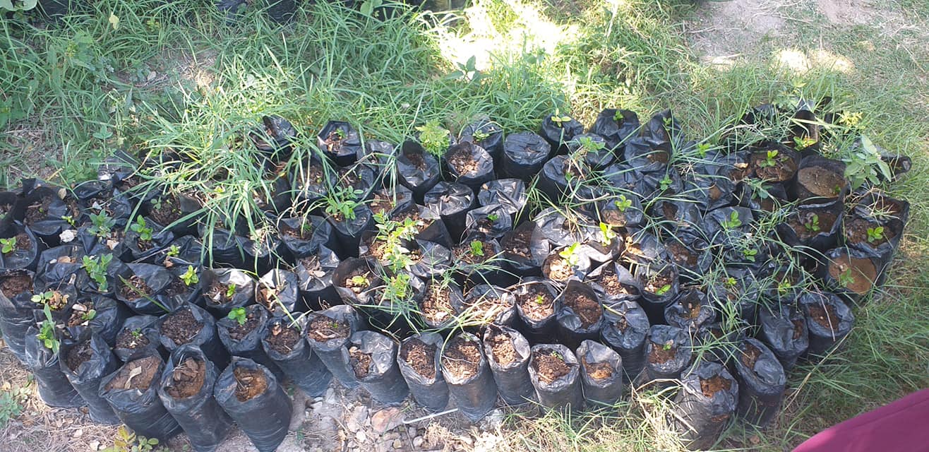 Geed-deeble Botanic Garden – Barwaaqo Organization