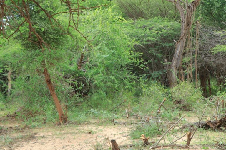 Geed-deeble Botanic Garden – Barwaaqo Organization